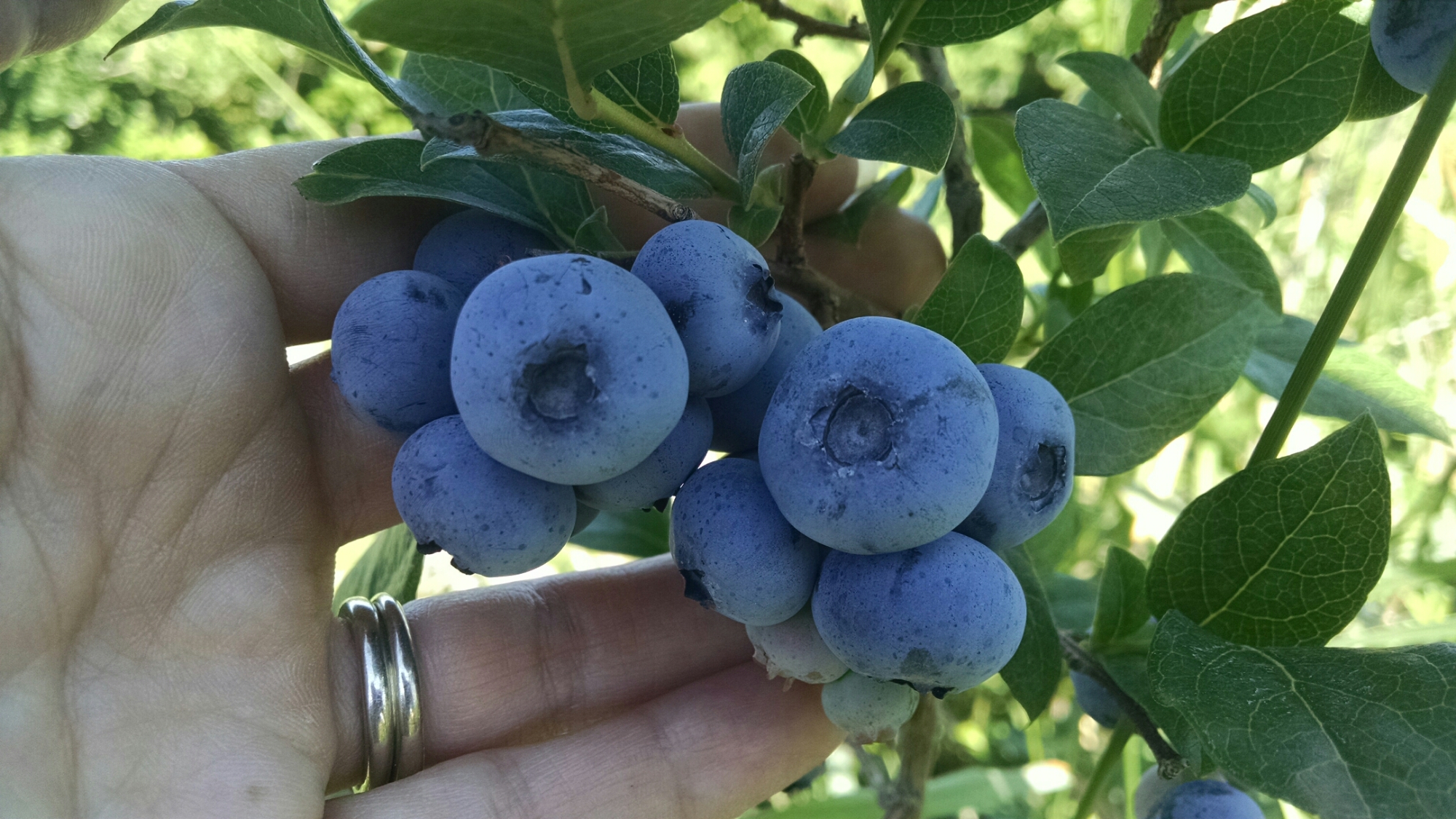 Blueberry Season See Jane Dig Blueberry Season See Jane Dig